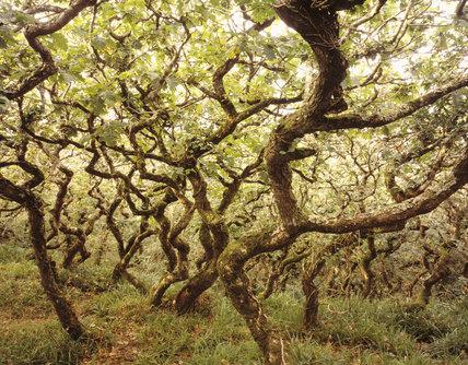 Synergy - Coach Mahr