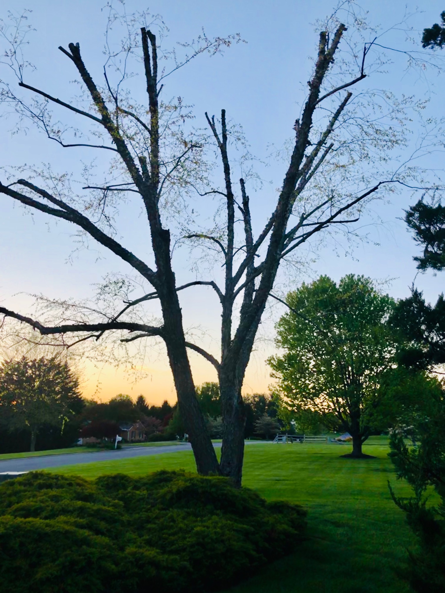 Pruning - Coach Mahr